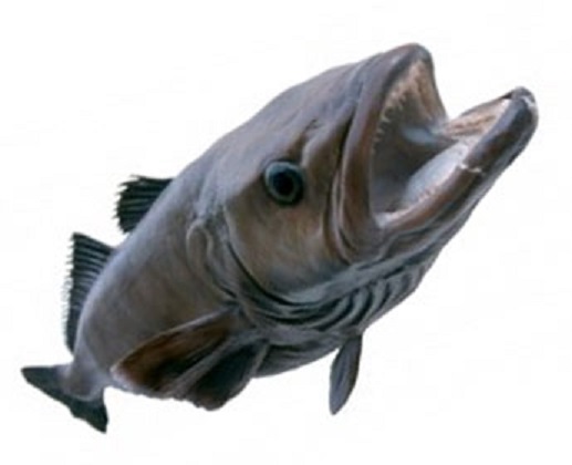 merluza negra – Visión Marítima