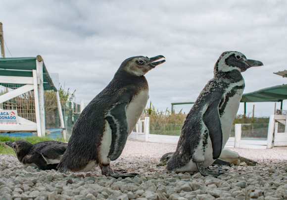 pinguinitos – Visión Marítima